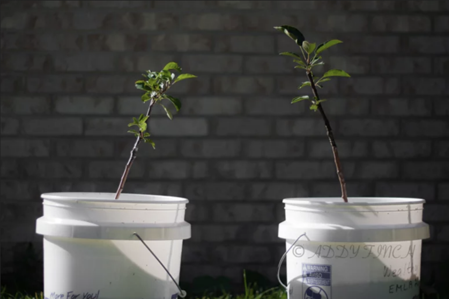 Trees Are Such Tired Metaphors - Addy Finch