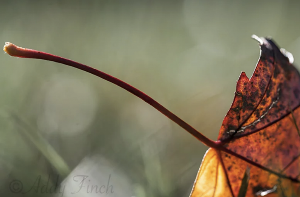 The Seasonal March - Addy Finch